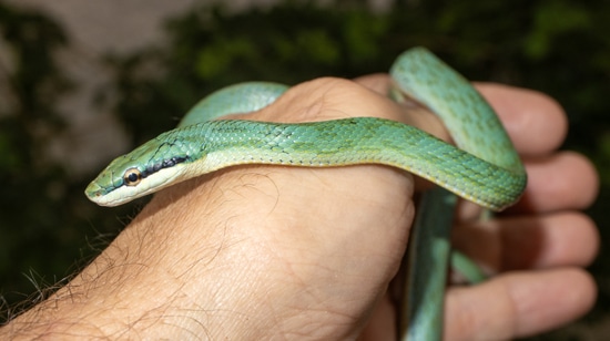 Rein Snake - Gonyosoma Frenatum Other Rat Snake by Brakes For Snakes