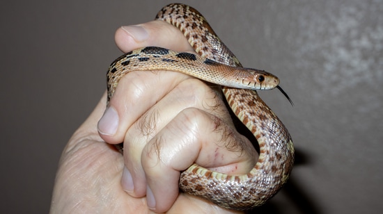 2023 Durango Mountain Pine Snake - Pituophis Deppei Deppei by Brakes ...