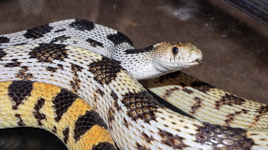 Durango Mountain Pine Snake - Pituophis Deppei Deppei by Brakes For Snakes