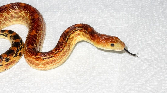 Cape Gopher Snake - Pituophis Vertebralis Vertebralis by Brakes For Snakes