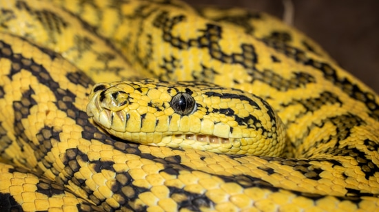 Zebra Diamond Jungle Jaguar Jungle Carpet Python by Brakes For Snakes