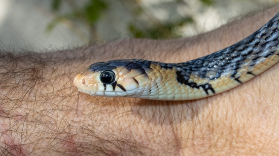 Guerrero Mexican Indigo Cribo & Indigo Snakes by Brakes For Snakes