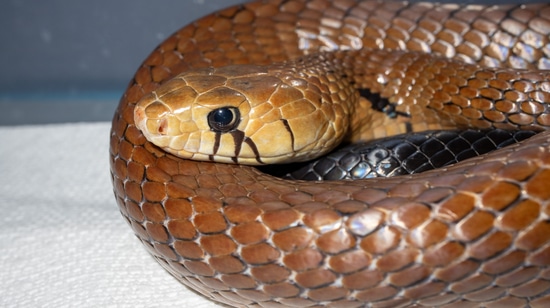 Yucatan Blacktail Cribo Cribo & Indigo Snakes by Brakes For Snakes