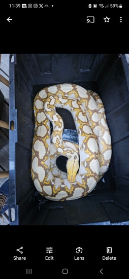 Mochino Reticulated Python by The_tiny_zoo