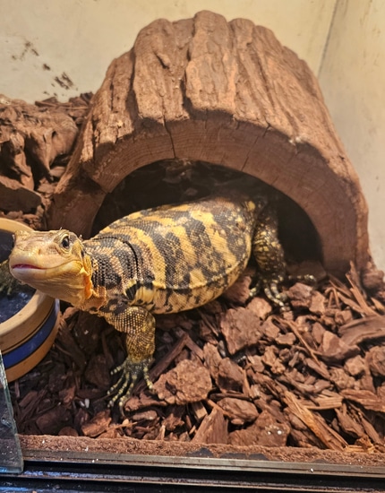 High Yellow Cumingi Water Monitor by The_tiny_zoo