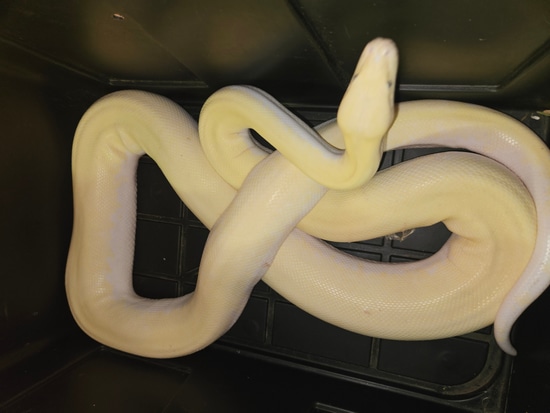 Ivory Burmese Python by The_tiny_zoo