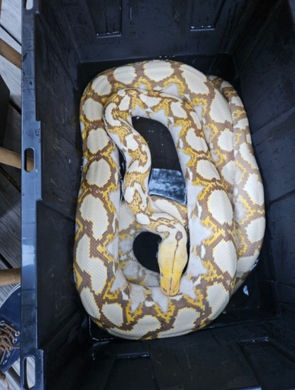 Mochino Retic Reticulated Python by The_tiny_zoo