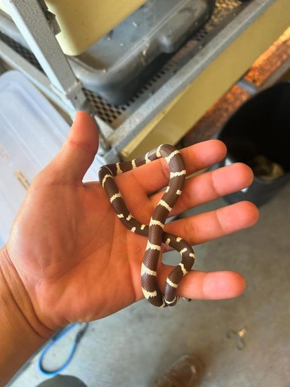 California Banded King Snakes California Kingsnake by The_tiny_zoo