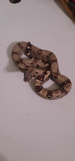 Normal Boa Constrictor by Swervin Serpents & Exotics