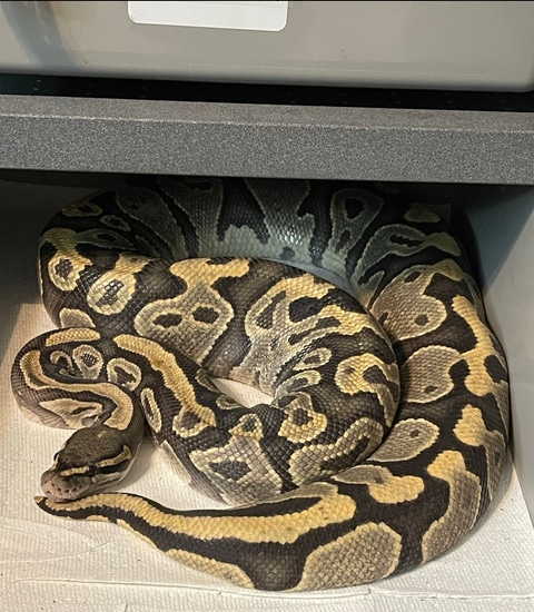 Hypo Ball Python by Legendary Design Pythons