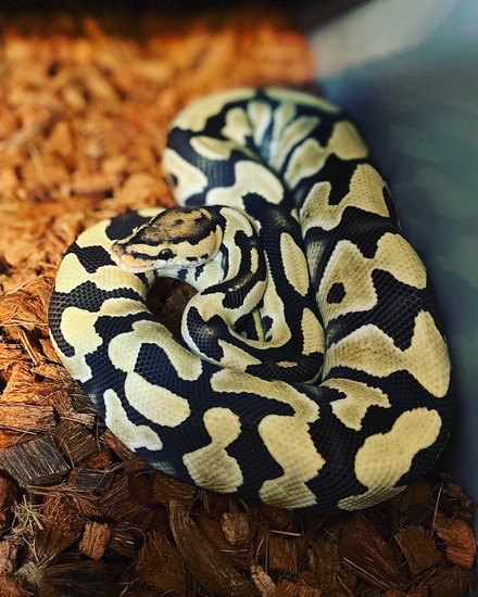 Crypton Desert Ghost 50%het Gstripe 50% Het Hypo Ball Python by ...