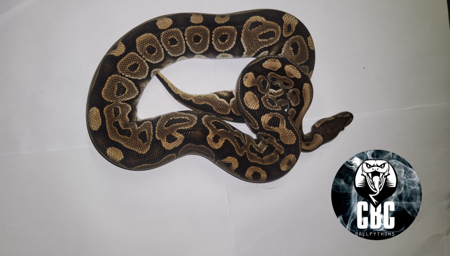 Het Red Axa Ball Python by CBC Ball Pythons - MorphMarket