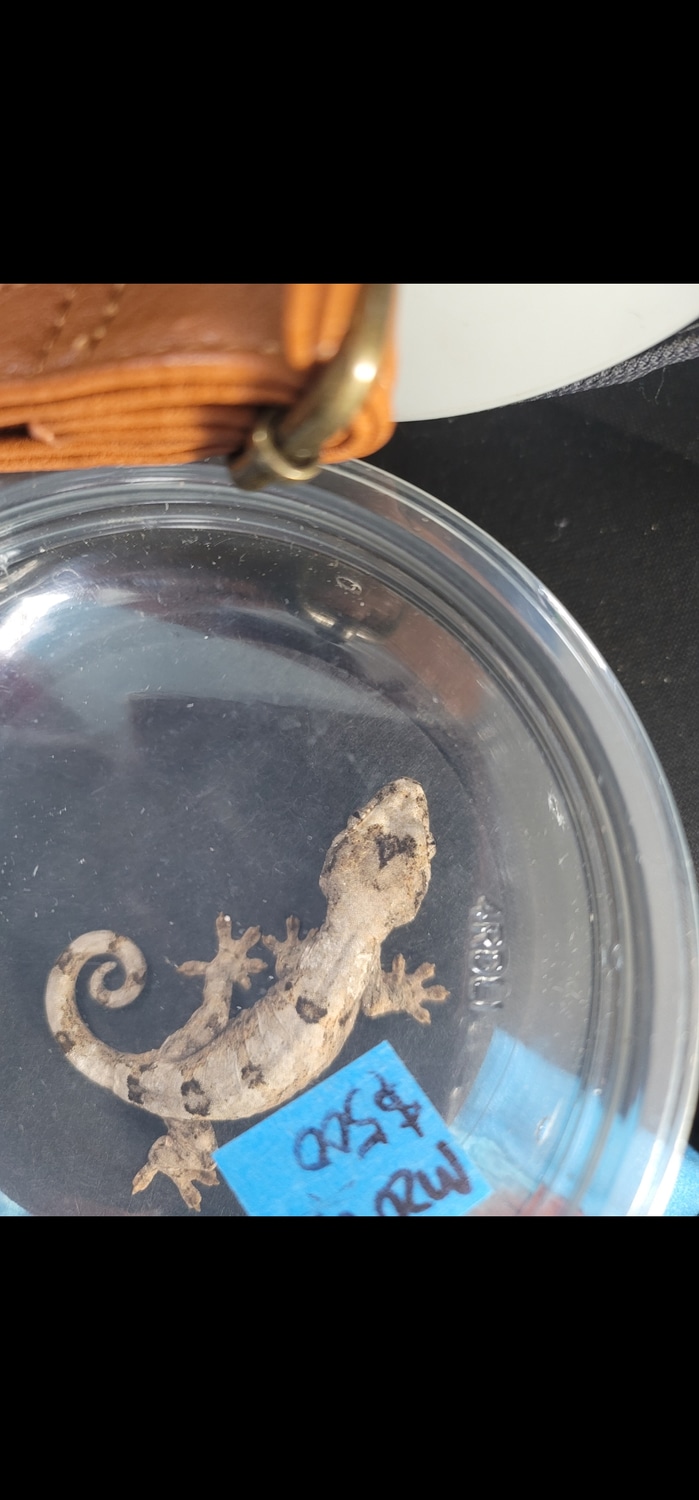 Chewie More Gecko by BrandisGeckos - MorphMarket