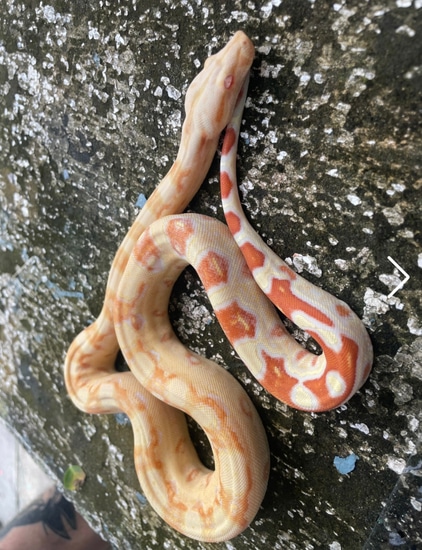Purple Sharp Keltic Boa Constrictor by Brando’s Boas