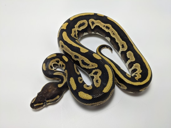 Phantom Leopard Ball Python by Texas Scale