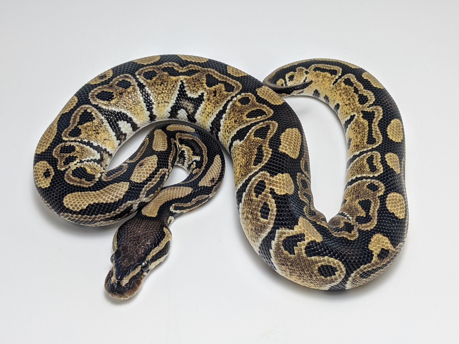 Hurricane Ball Python by Texas Scale Exotics - MorphMarket