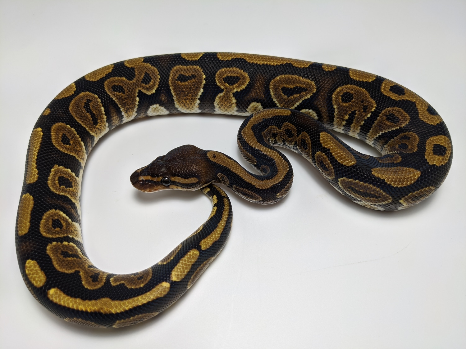 Mahogany Ball Python by Texas Scale Exotics - MorphMarket