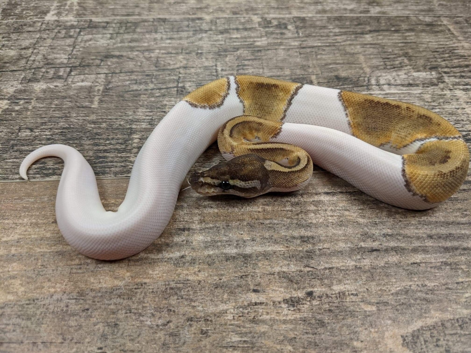 Mojave Pied Ball Python by Texas Scale - MorphMarket