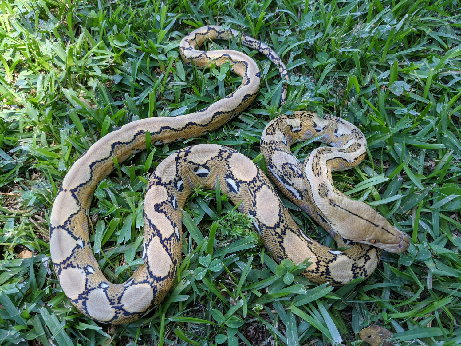 Platinum Het Albino (White Phase) Reticulated Python by Texas Scale ...