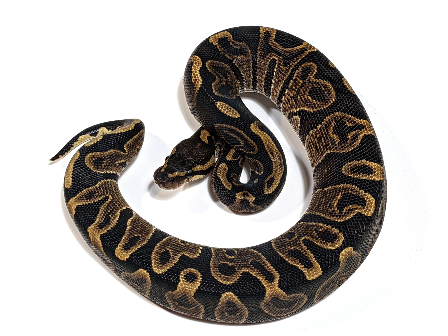 GHI Leopard Ball Python by Texas Scale Exotics - MorphMarket