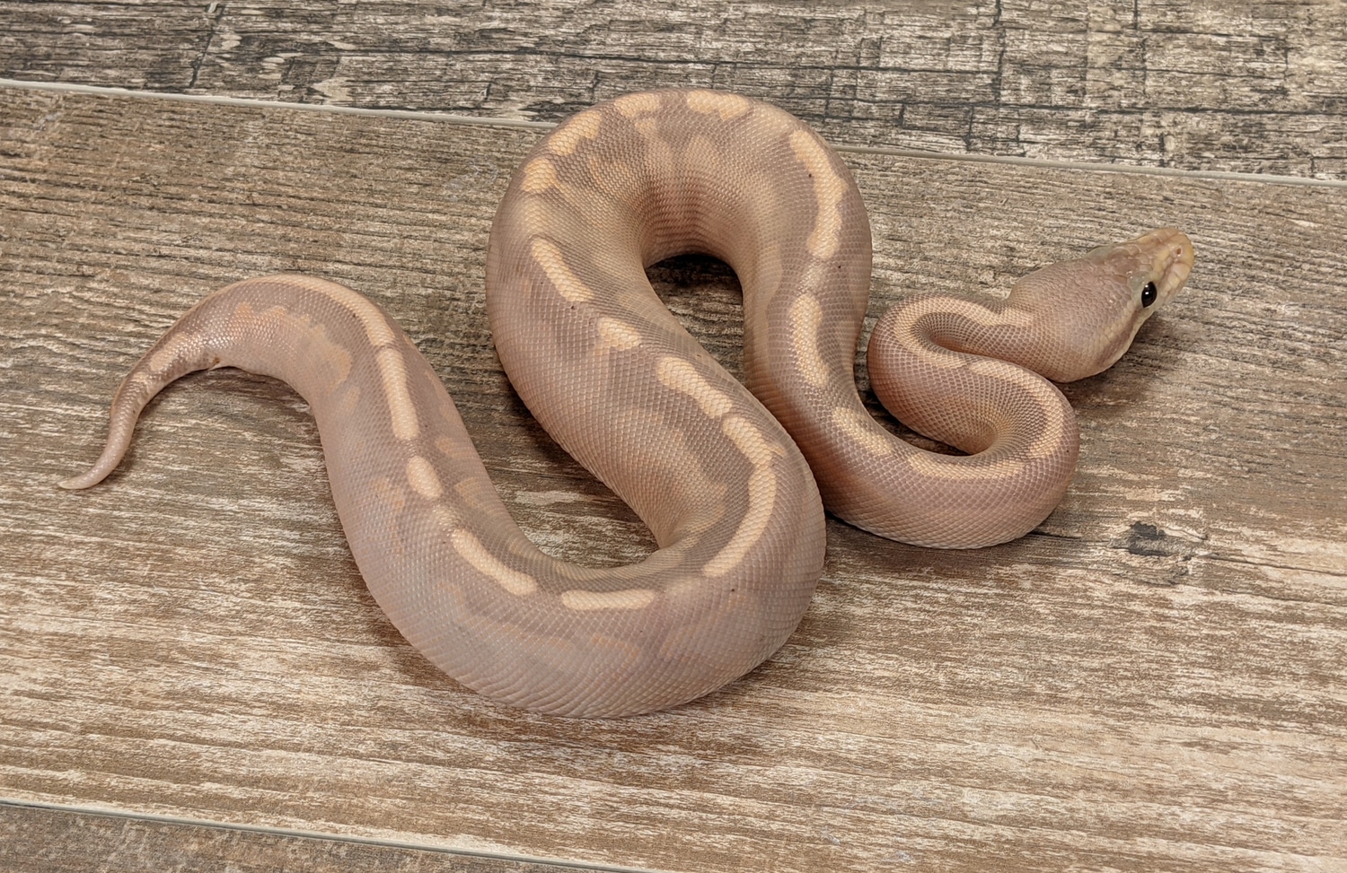 Banana Cinnamon Ball Python