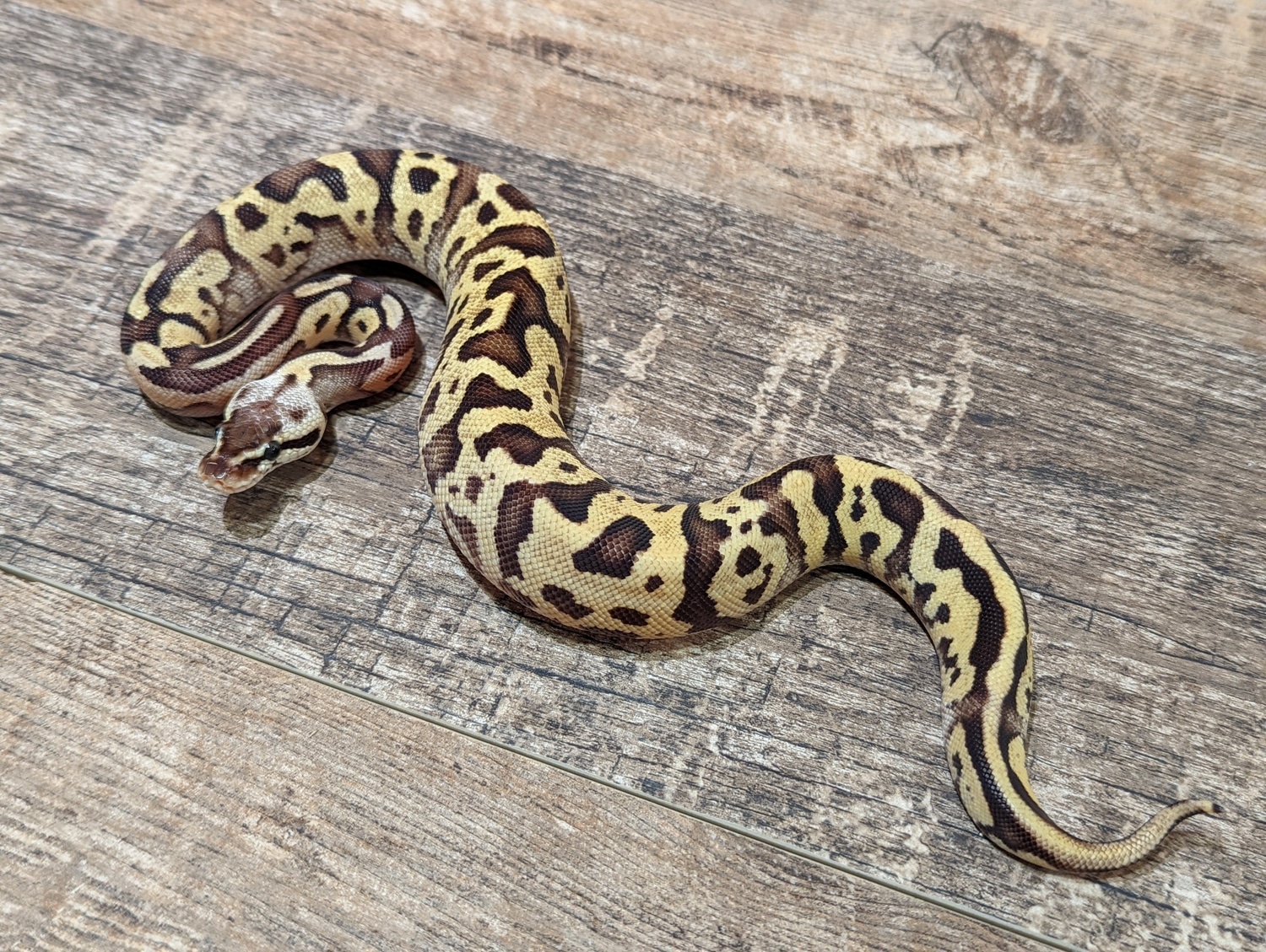 Firefly Leopard Calico Ball Python by Texas Scale - MorphMarket