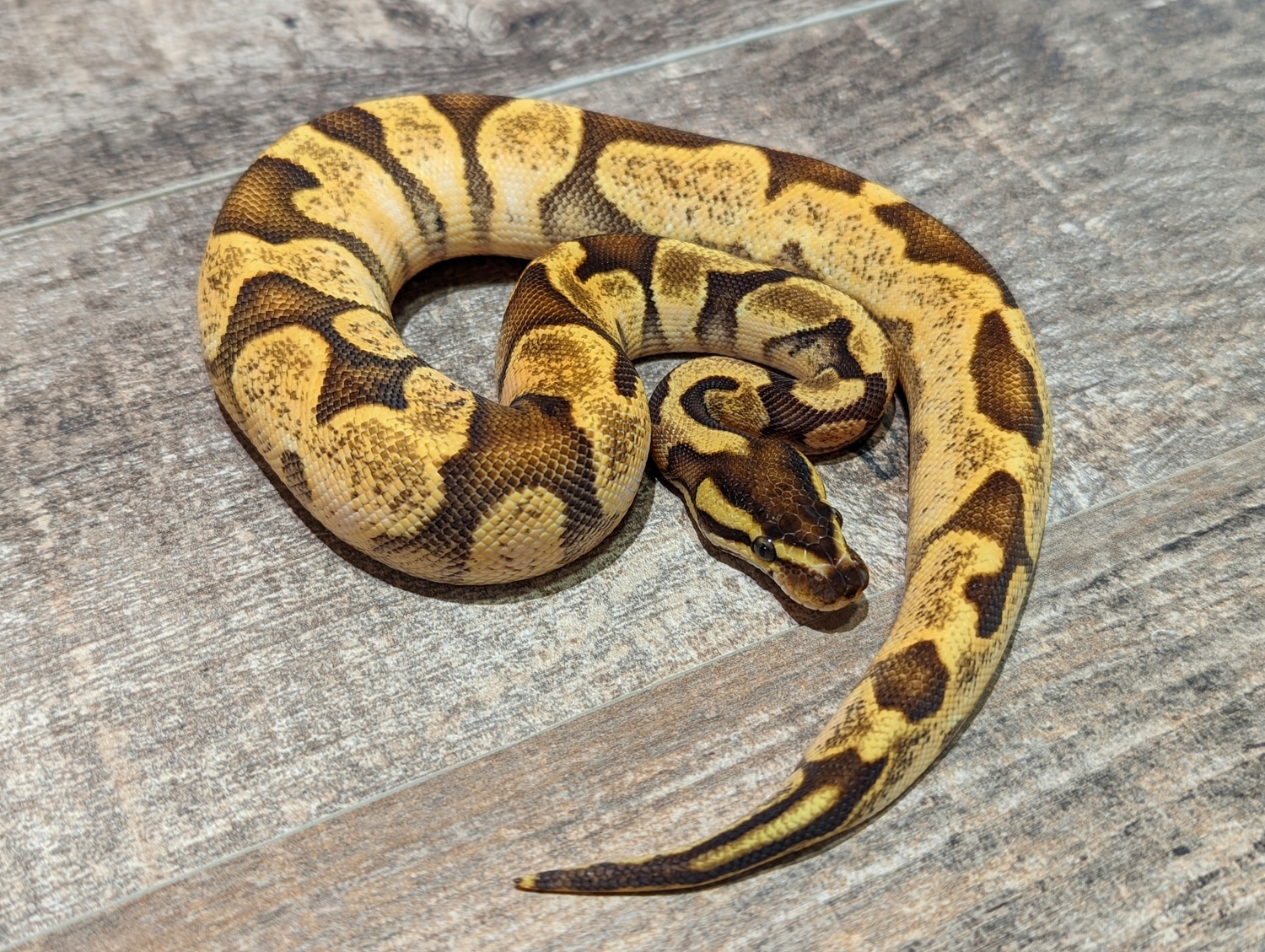 Orange Dream Enchi Sugar Ball Python by Texas Scale Exotics - MorphMarket