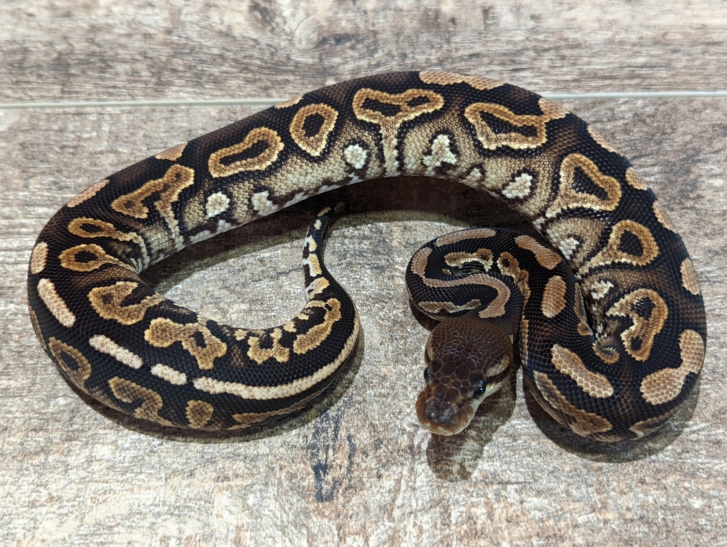 Cinnamon Yellowbelly Ball Python by Texas Scale Exotics - MorphMarket