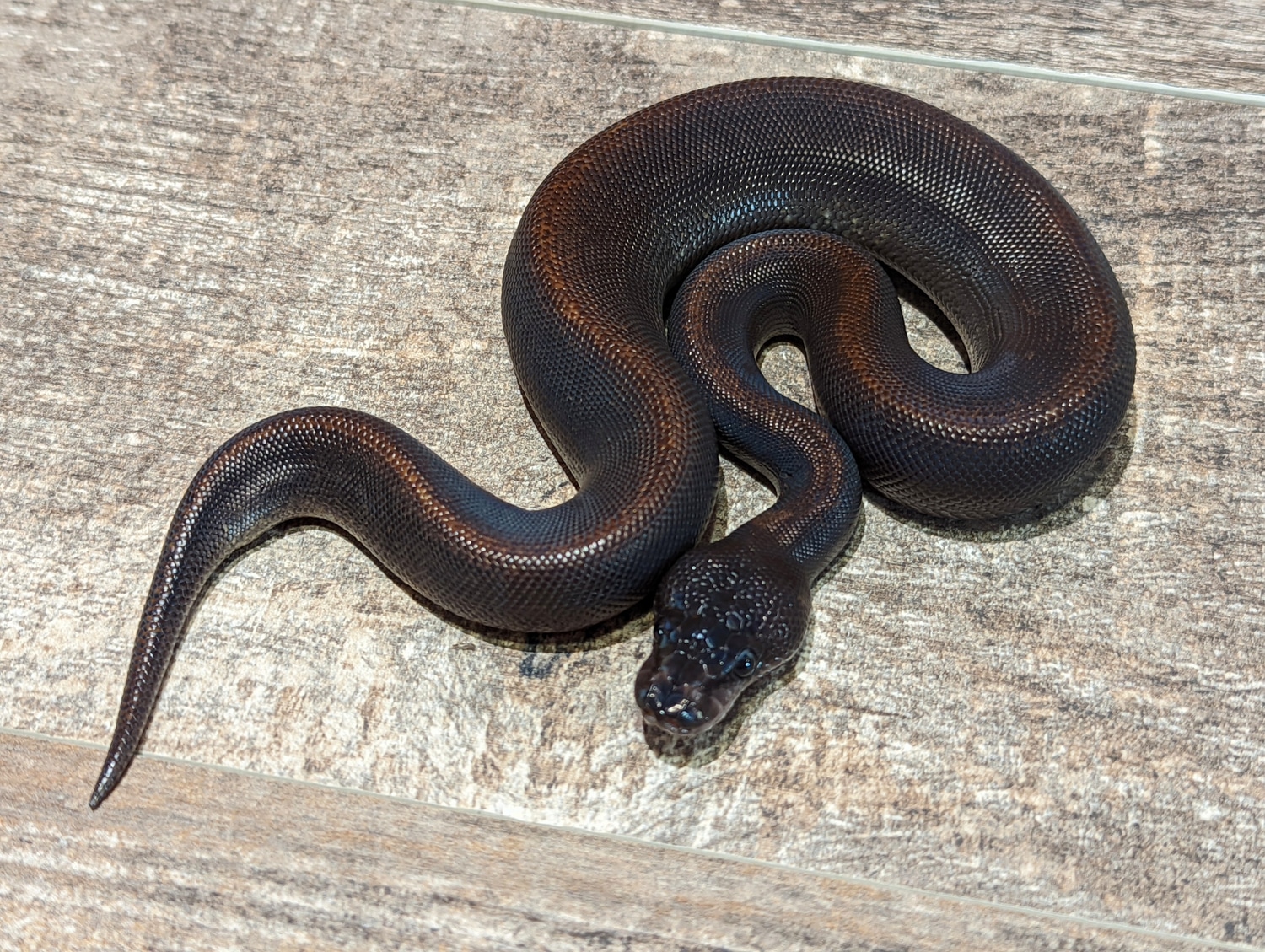 Suma Possible Shatter Ball Python by Texas Scale Exotics - MorphMarket