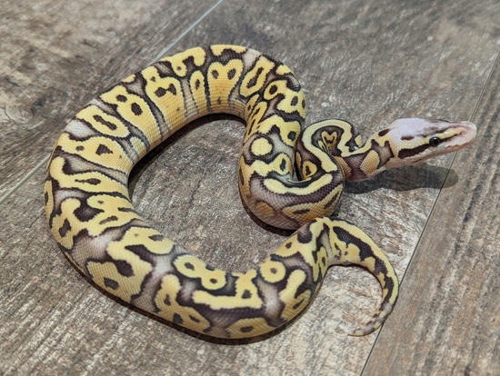 Superfly 100% Het Clown Ball Python by Texas Scale