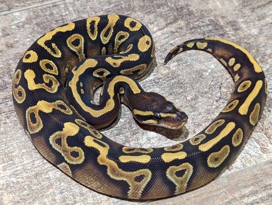 Phantom Goblin Scaleless Head Ball Python by Texas Scale