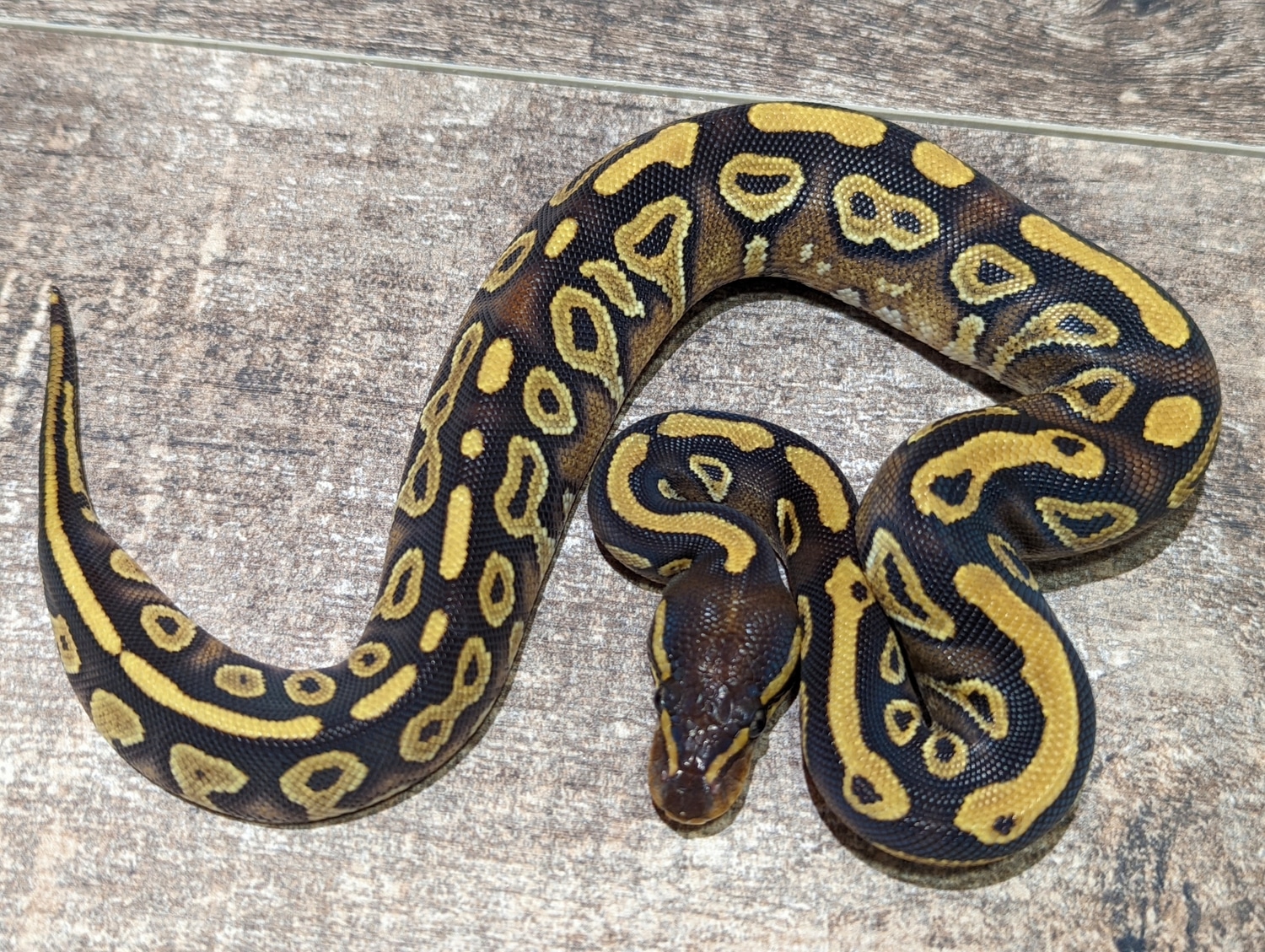 Phantom Or Mojave Goblin Ball Python by Texas Scale Exotics - MorphMarket