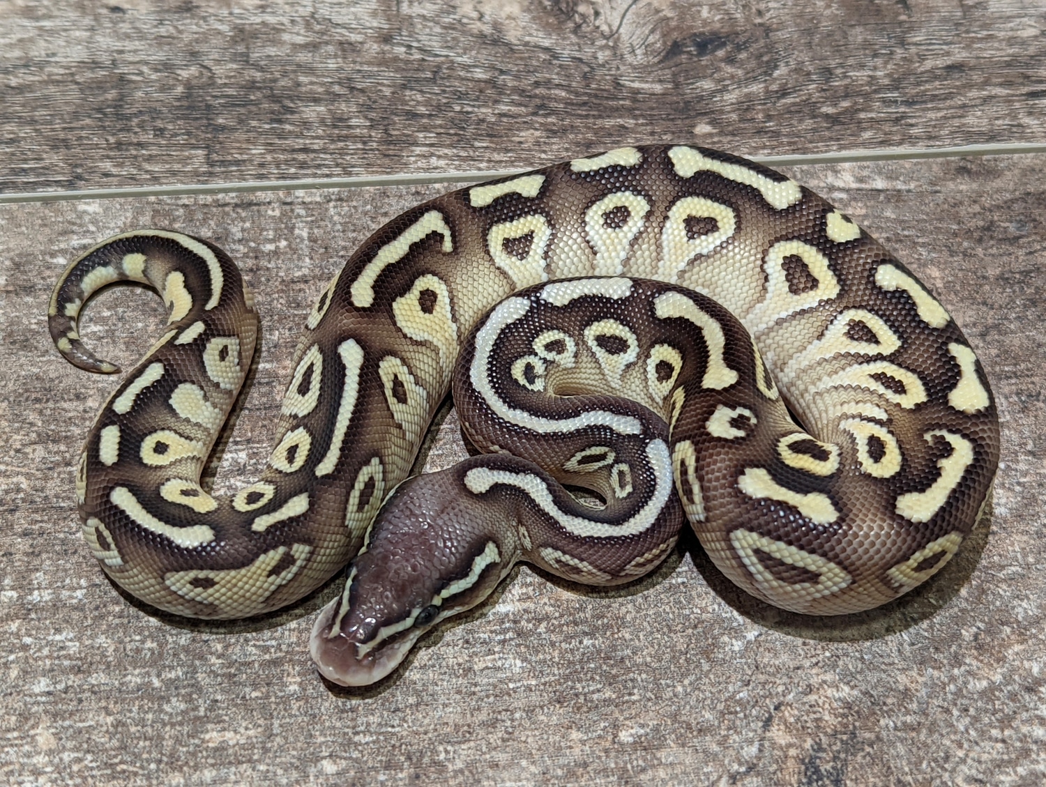 Pastel Lesser Hurricane Ball Python by Texas Scale - MorphMarket