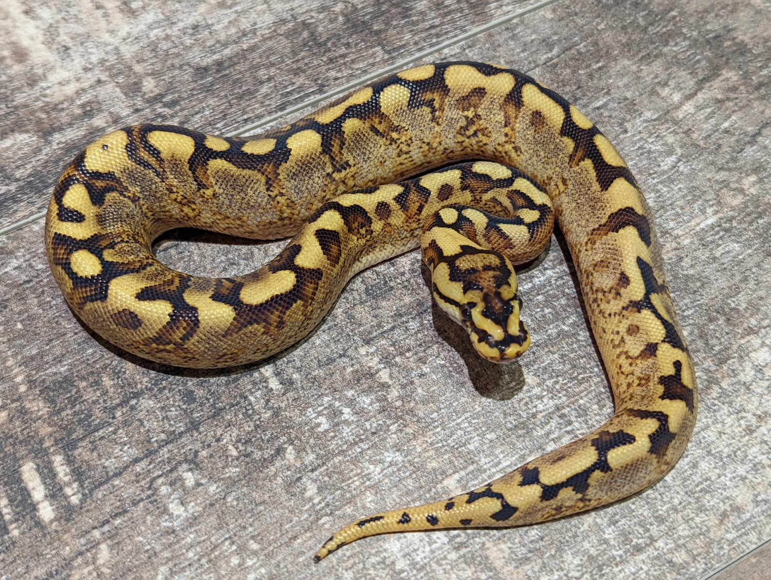 Super Asphalt Spider Ball Python by Texas Scale - MorphMarket