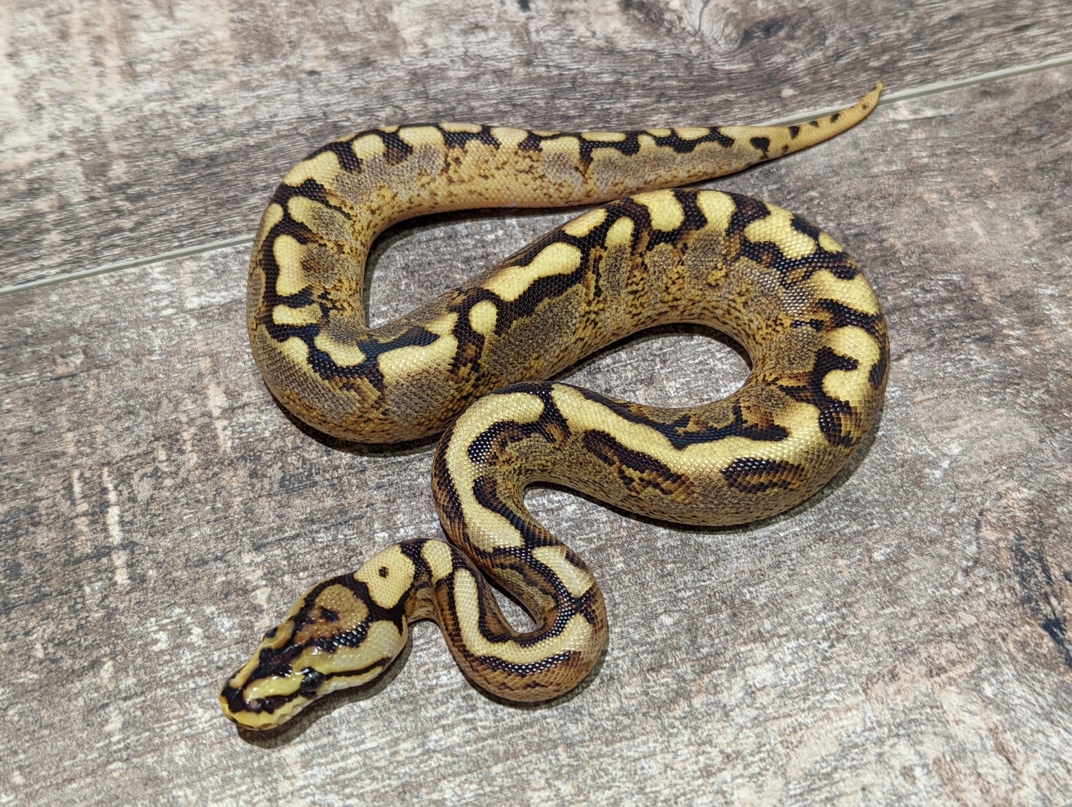 Super Asphalt Spider Ball Python by Texas Scale - MorphMarket