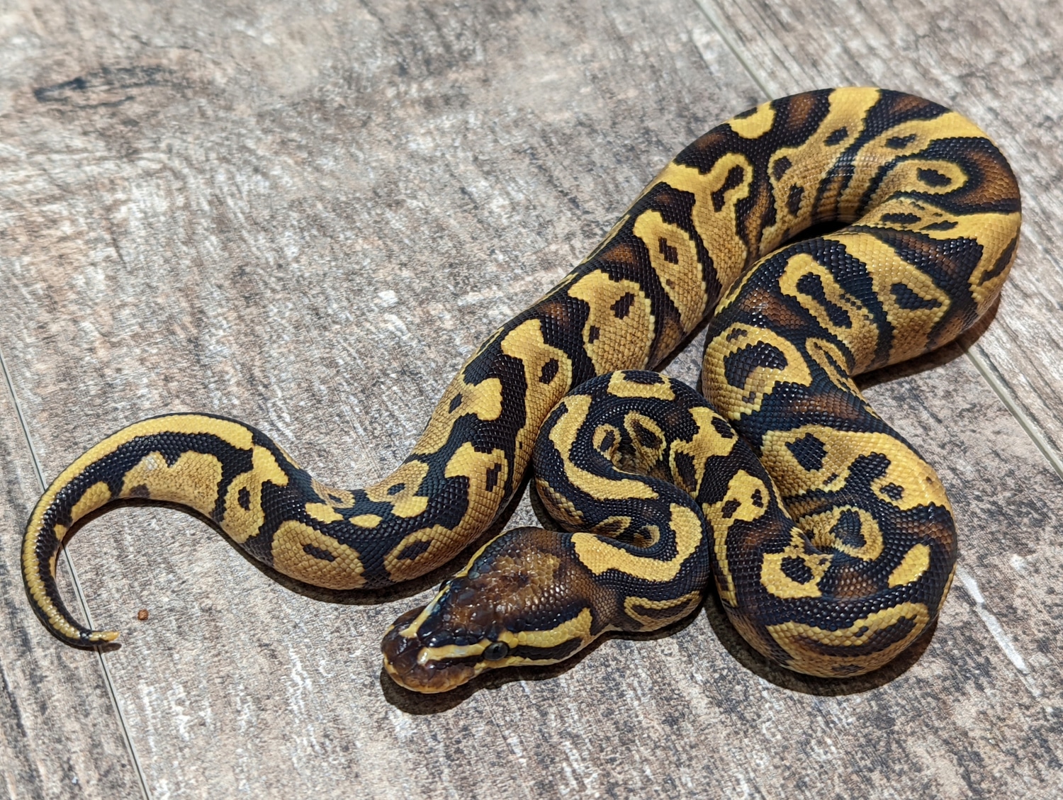 Fire Gravel Prob Leopard Ball Python by Texas Scale - MorphMarket