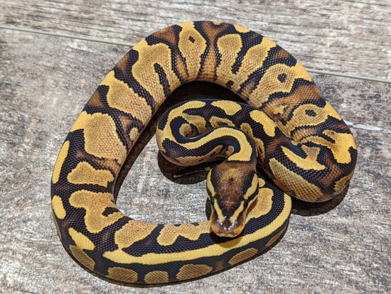 Fire Gravel Ball Python by Texas Scale