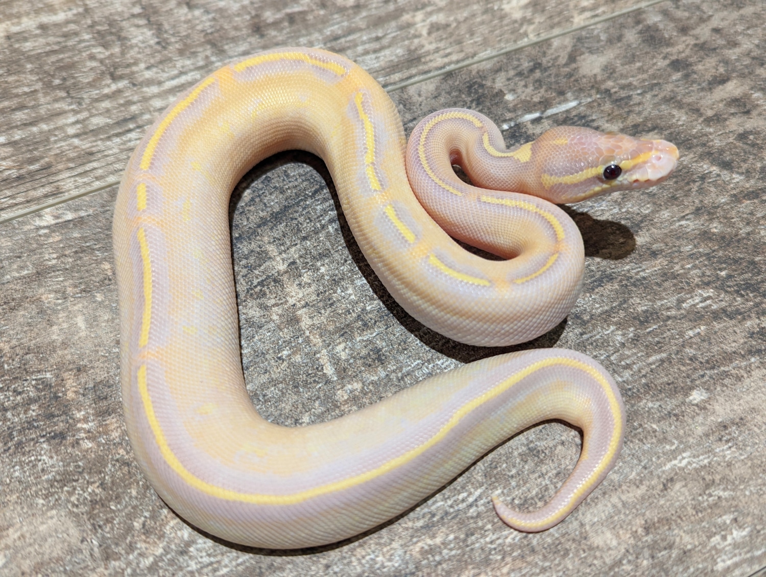 Banana Phantom Highway Ball Python by Texas Scale Exotics - MorphMarket
