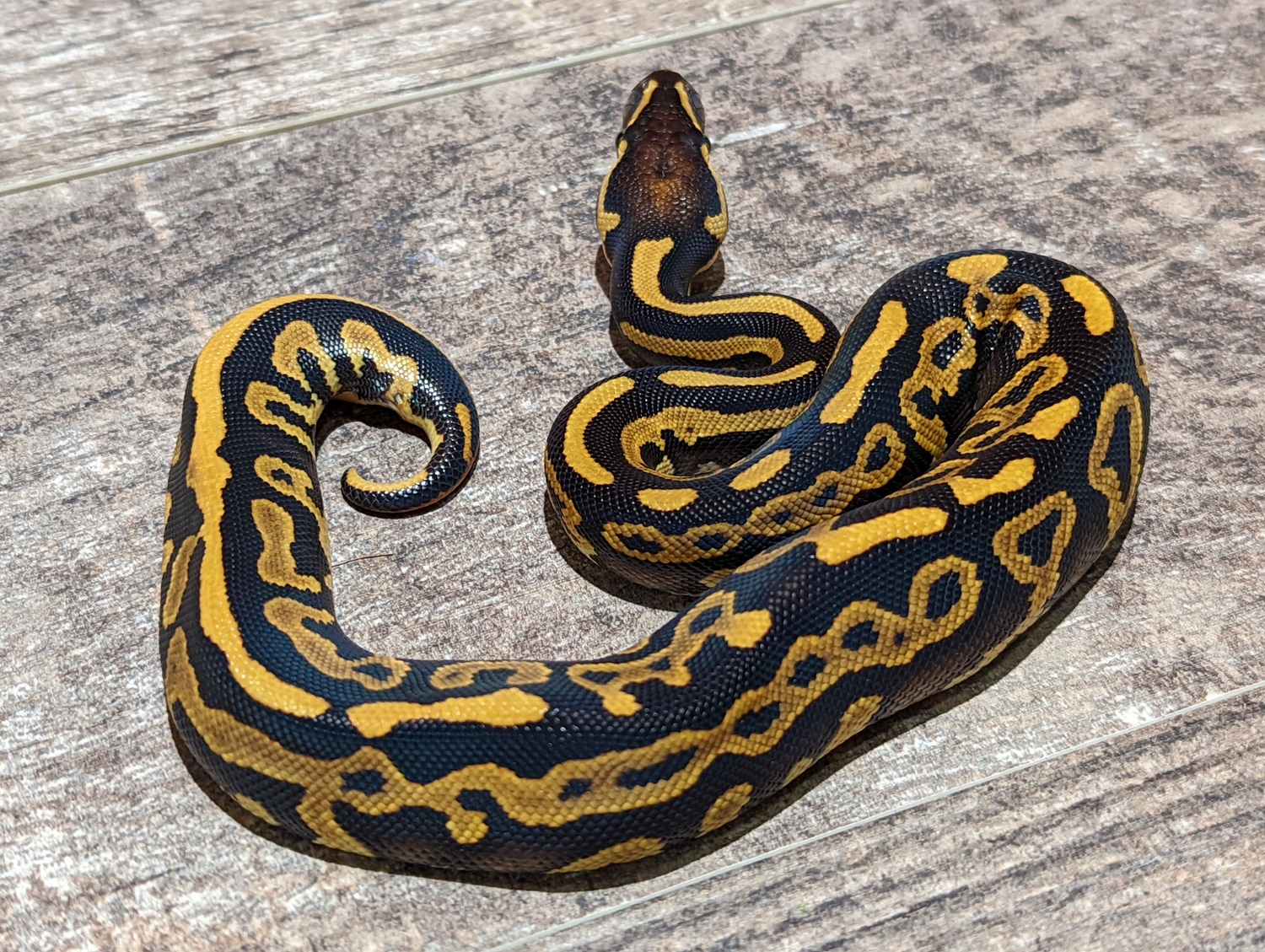 Phantom Leopard Goblin Ball Python by Texas Scale - MorphMarket