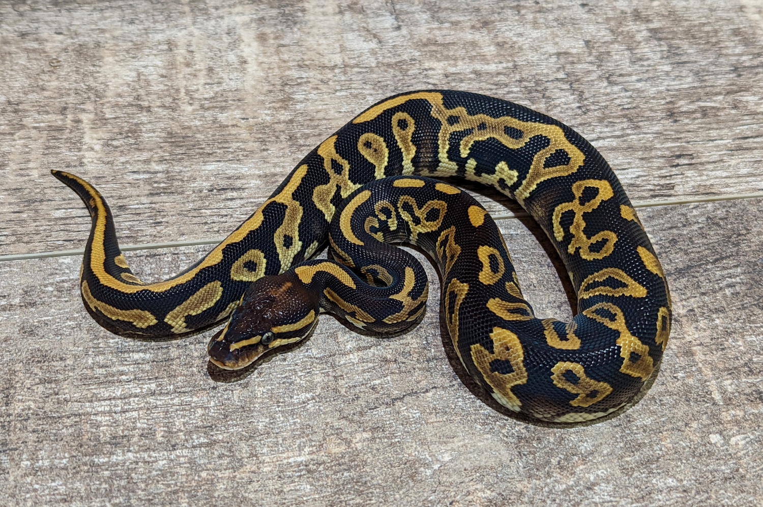 Leopard Phantom Gravel Ball Python by Texas Scale Exotics - MorphMarket