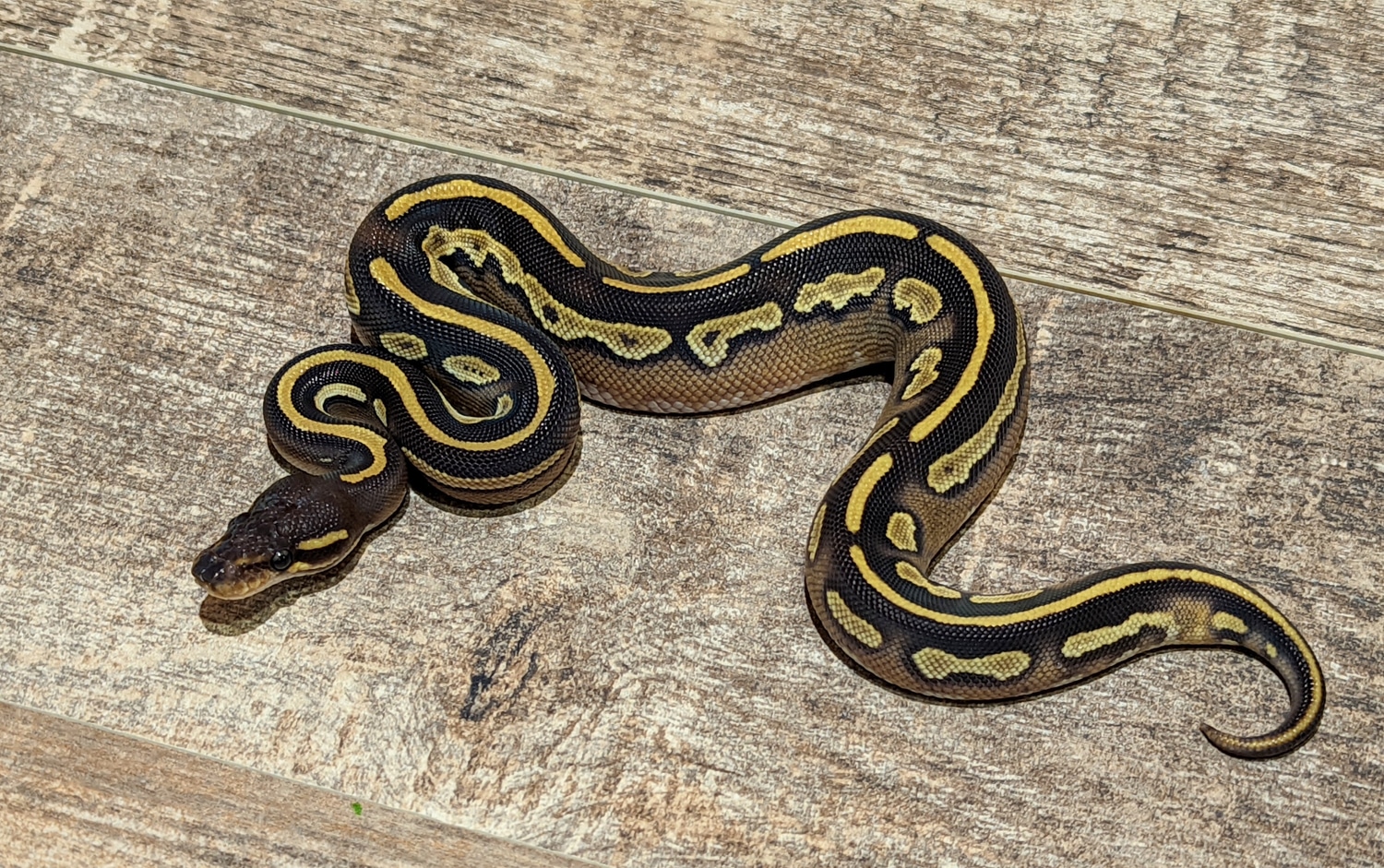 Blackhead Leopard Mojave Goblin Prob Red Gene Ball Python by Texas ...