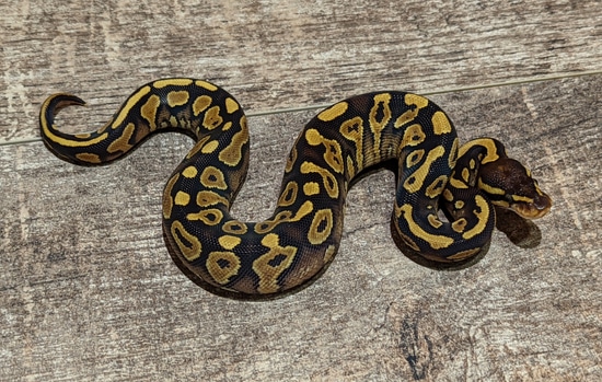 Phantom Goblin Ball Python by Texas Scale