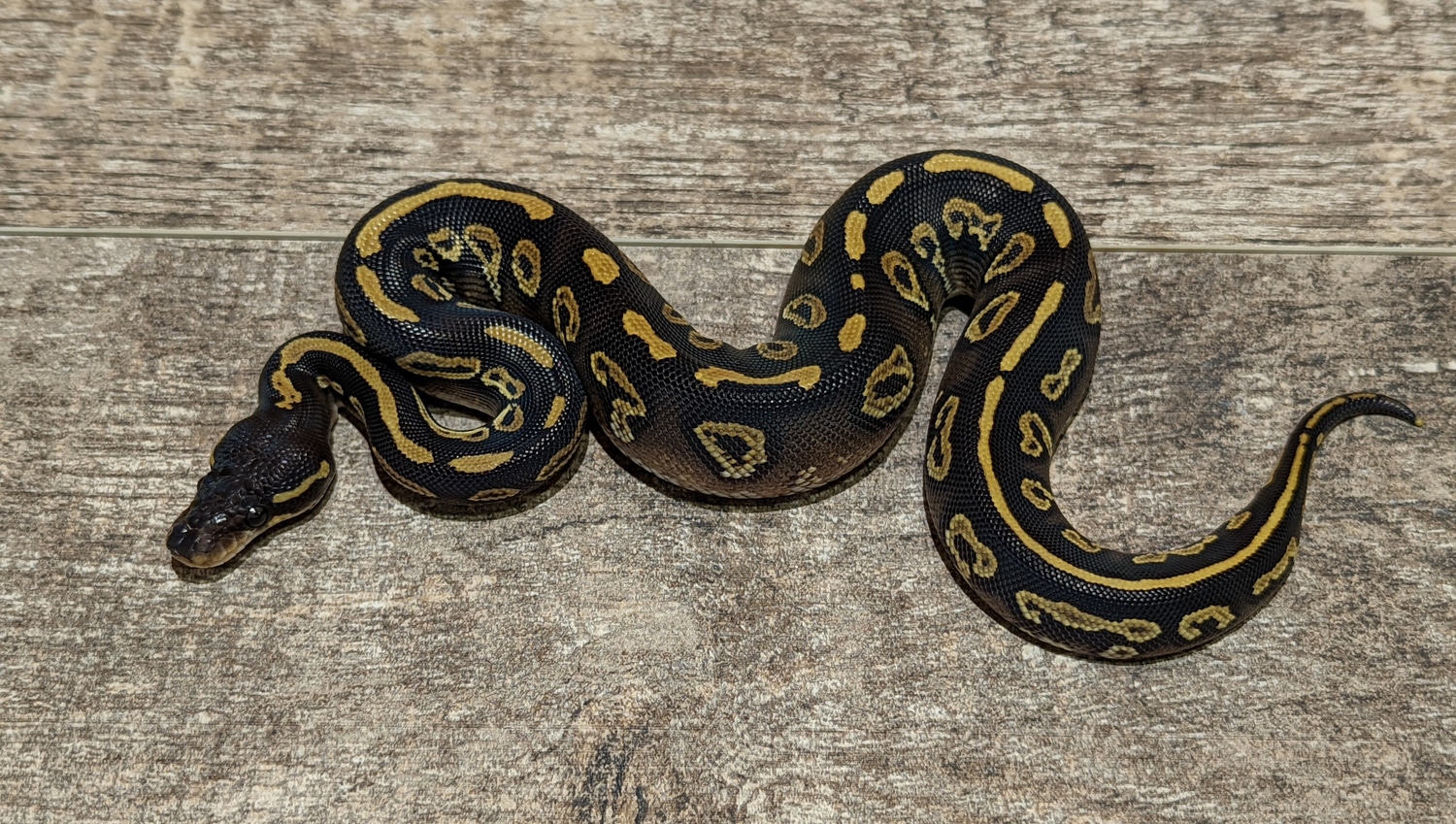Blackhead Phantom Goblin Ball Python by Texas Scale - MorphMarket