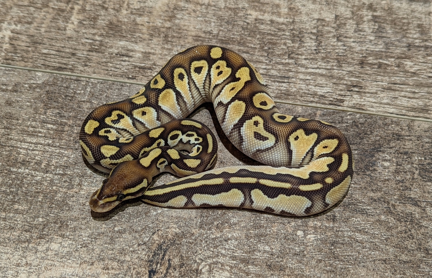 Orange Dream Lesser Ball Python by Texas Scale Exotics - MorphMarket