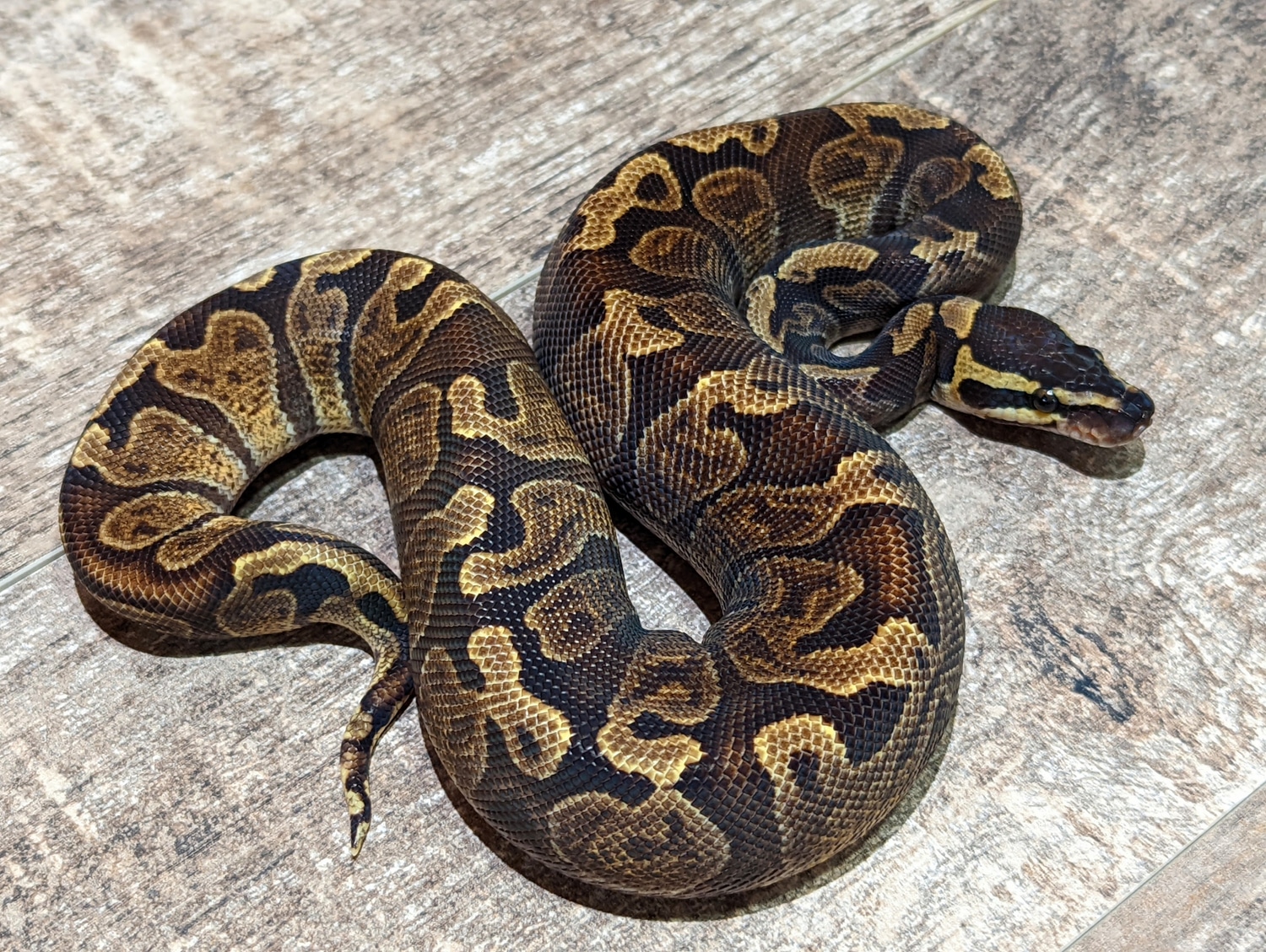 GHI Enchi Ball Python by Texas Scale Exotics - MorphMarket