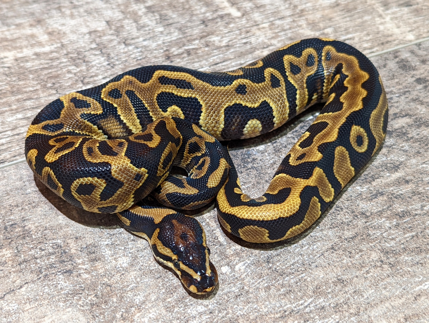 Leopard Goblin Ball Python by Texas Scale Exotics - MorphMarket