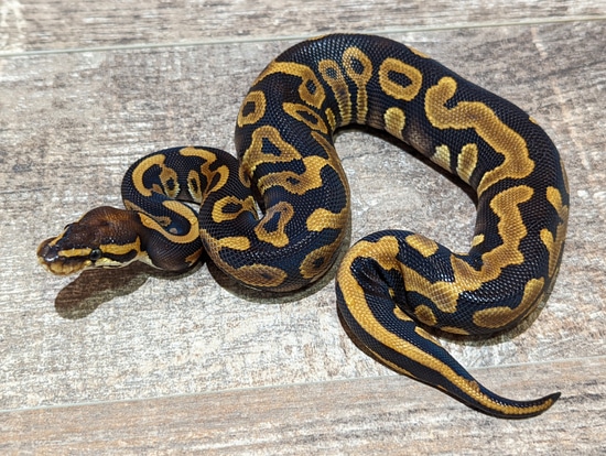 Leopard Goblin Ball Python by Texas Scale