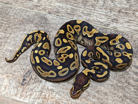 Phantom Goblin Ball Python by Texas Scale