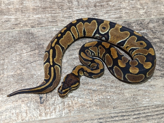 100% Het Desert Ghost 100% Het Clown Ball Python by Texas Scale