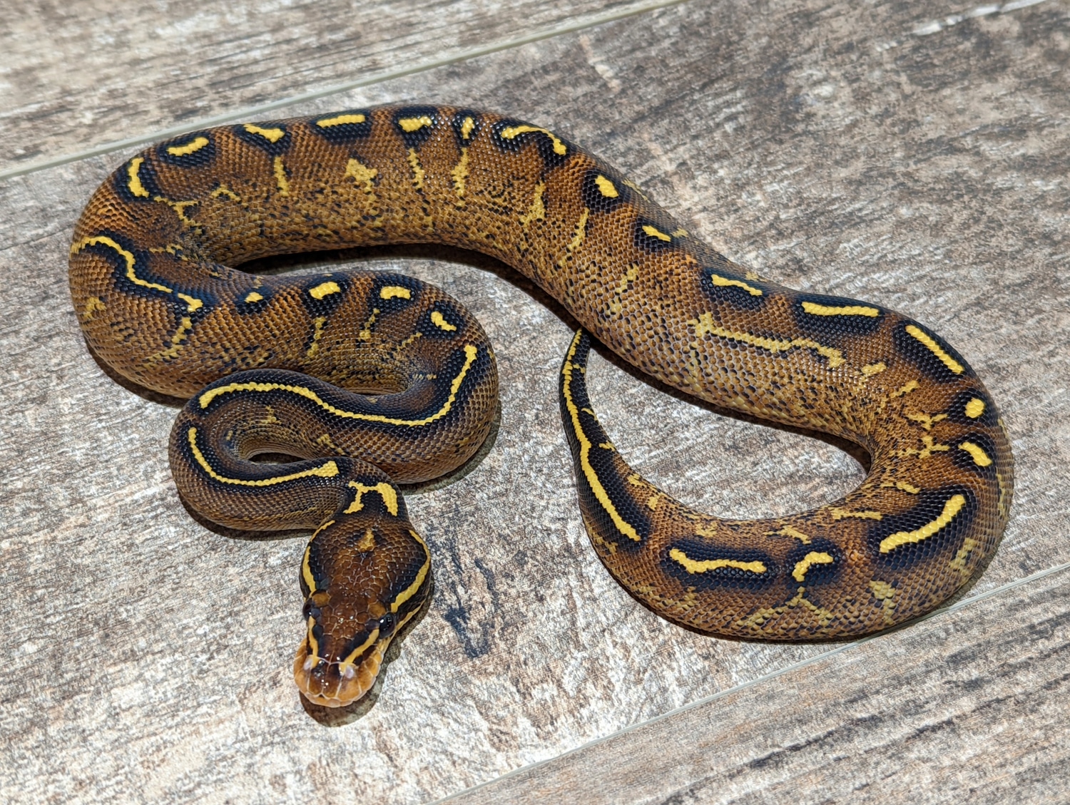 Freeway Ball Python by Texas Scale Exotics - MorphMarket